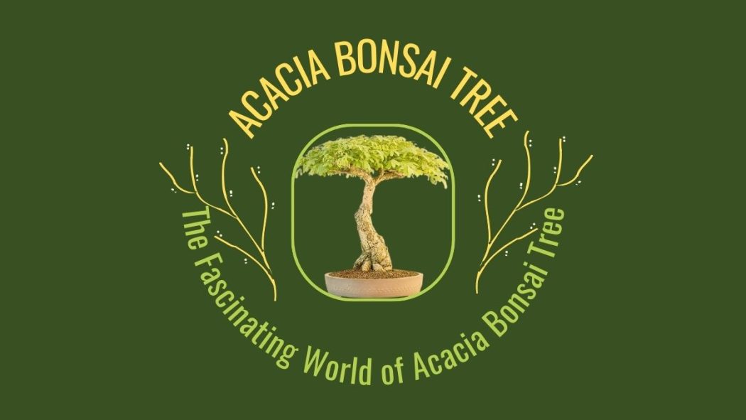 The Fascinating World of Acacia Bonsai Tree - Dwell Gardens