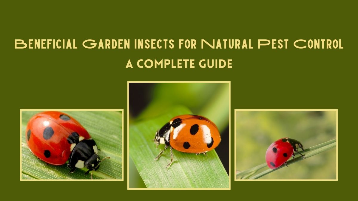 Beneficial Garden Insects for Natural Pest Control - Dwell Gardens