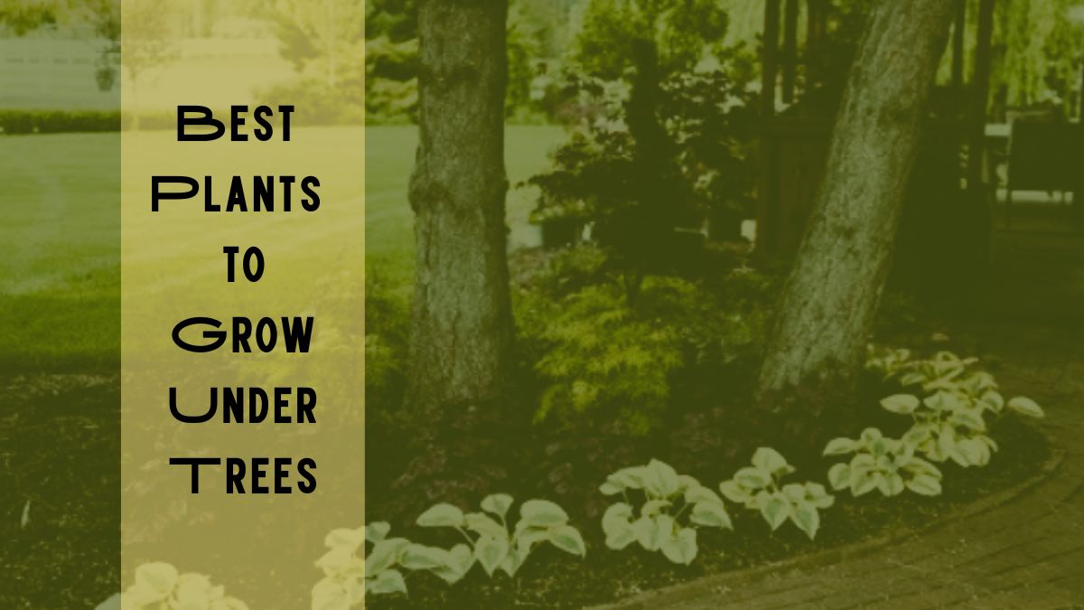 Best Plants to Grow Under Trees - A Complete Guide - Dwell Gardens