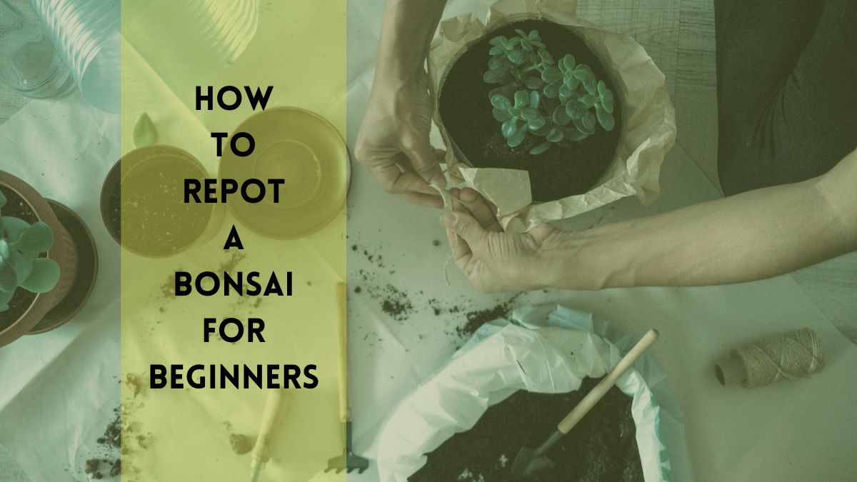How to Repot a Bonsai for Beginners: A Comprehensive Guide - Dwell Gardens