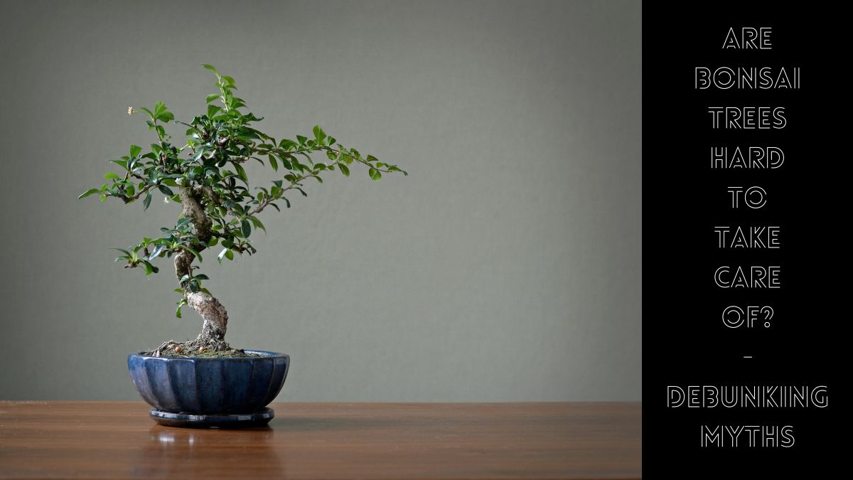 Are Bonsai Trees Hard to Take Care of? Debunking Myths - Dwell Gardens