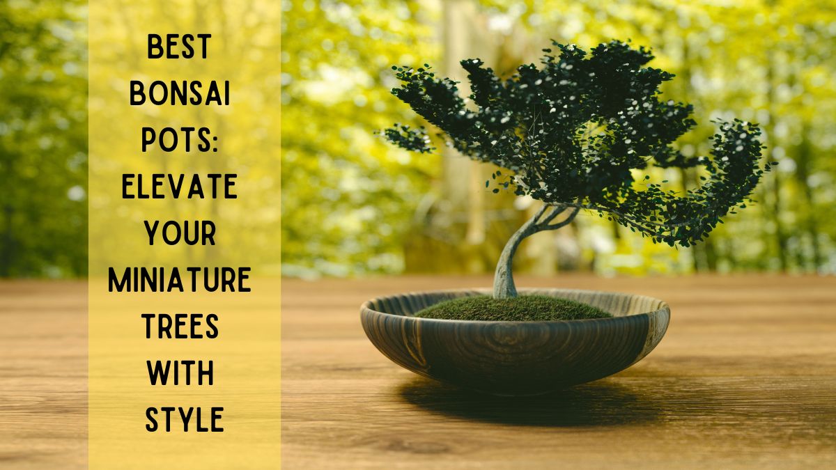 Best Bonsai Pots: Elevate Your Miniature Trees with Style - Dwell Gardens
