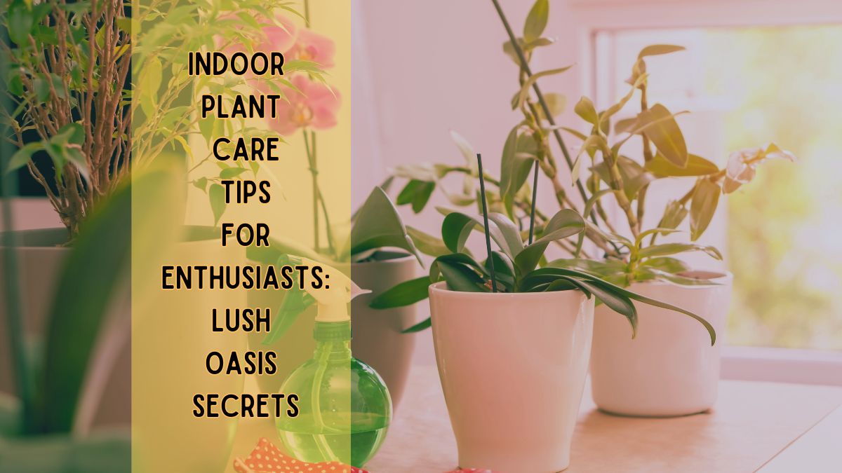 Indoor Plant Care Tips for Enthusiasts: Lush Oasis Secrets - Dwell Gardens