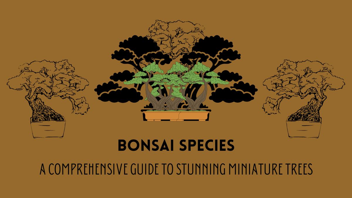Bonsai Species: A Comprehensive Guide to Stunning Miniature Trees ...